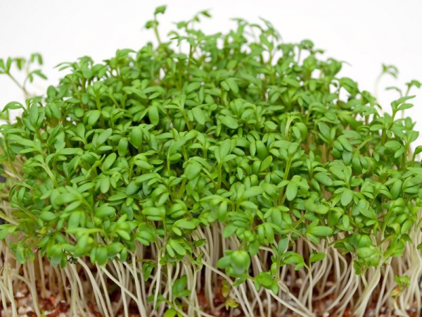 Germinations et pousses - Marché de proximité de Québec